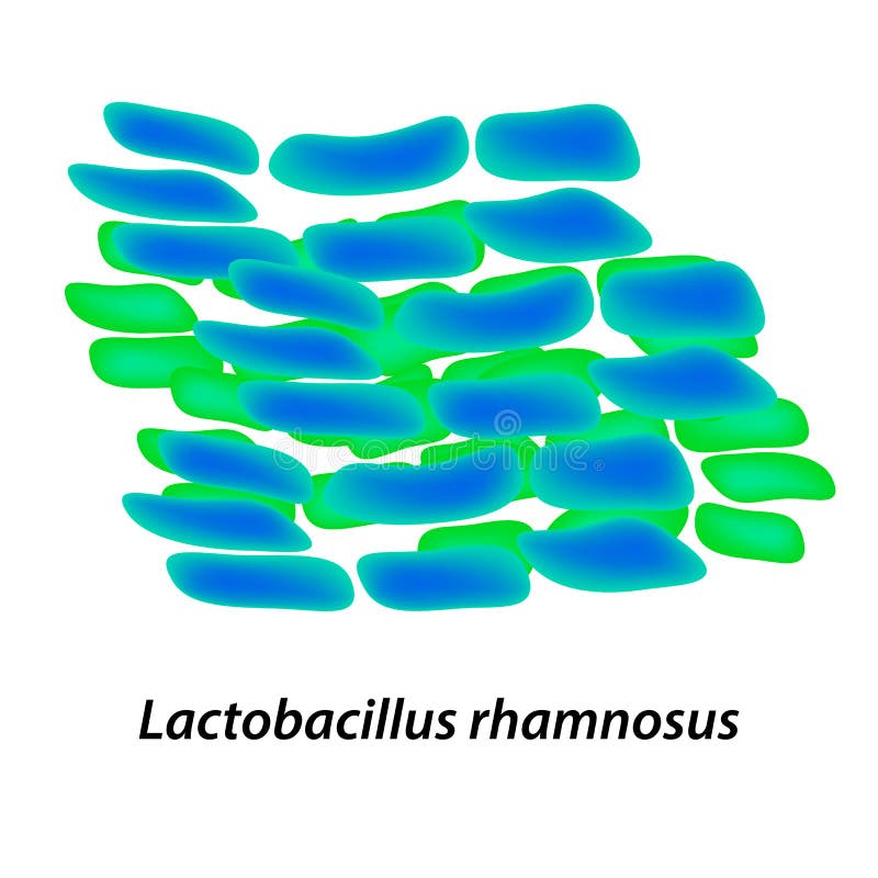 Lactobacillus. Probiotic. Lactobacillus Casei. Infographics. Vector ...