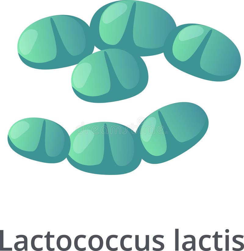 Lactococcus Lactis Stock Illustrations – 16 Lactococcus Lactis Stock ...