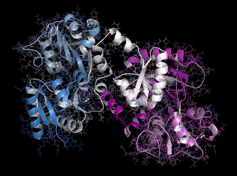 Lactoferrin Protein. Lactoferrin is an Iron-binding Protein that is ...
