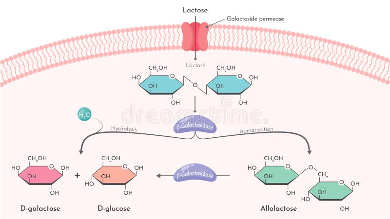 Lactase Enzyme Diagram 30+ Lactase Enzyme Stock Illustrations,