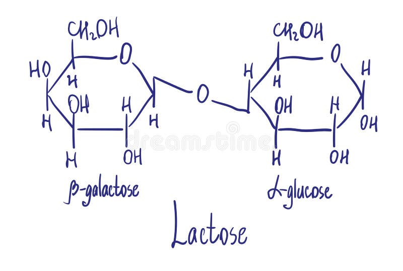 Lactase Enzyme Structure