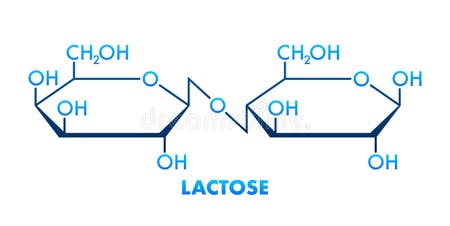 Lactose Molecule Structure Consisting of Galactose and Glucose Forming ...