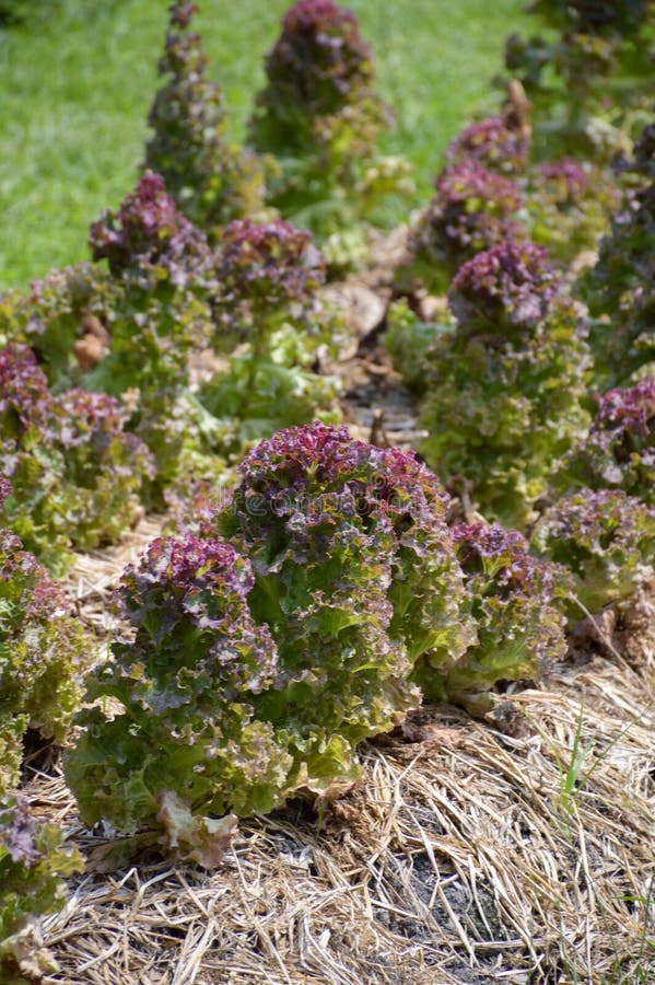 Lactuca sativa plants stock photo. Image of lactuca, lettuce - 72635444