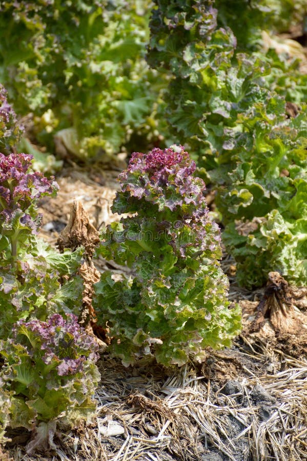 Lactuca sativa plants stock photo. Image of lactuca, lettuce - 72635444