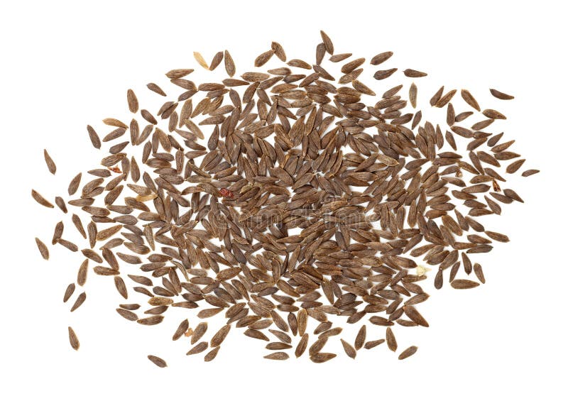 Lactuca sativa var seed stock image. Image of macro - 164199845