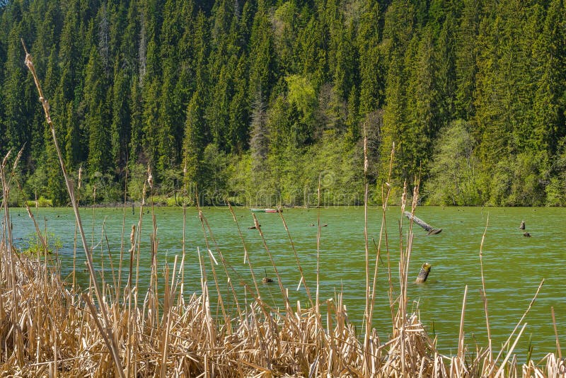 Lacul Rosu - Lago Rosso, Carpathians Orientali, Romania Immagine Stock ...