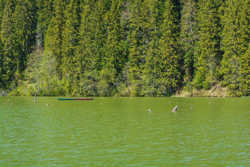 Lacul Rosu - Lago Rosso, Carpathians Orientali, Romania Immagine Stock ...
