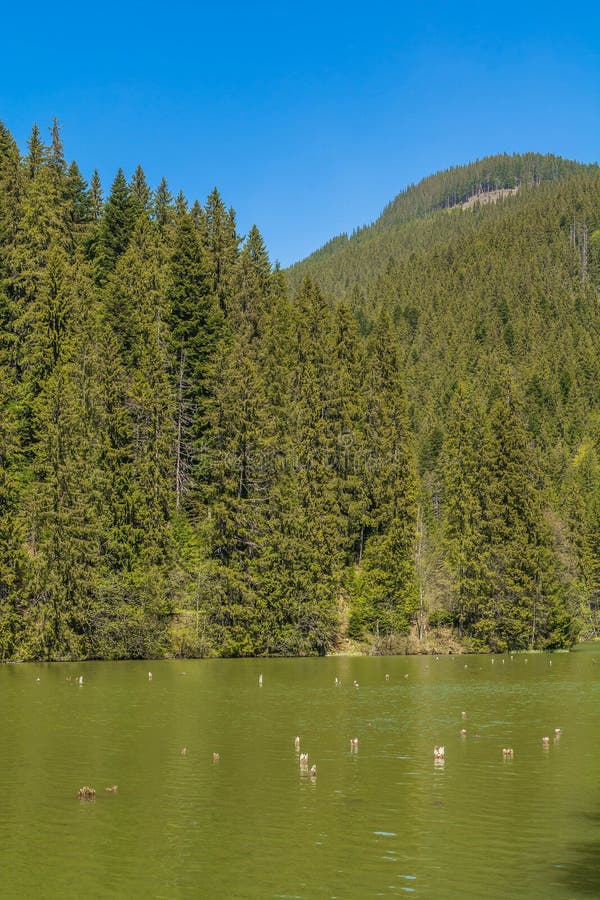 Lacul Rosu - Lago Rosso, Carpathians Orientali, Romania Fotografia ...