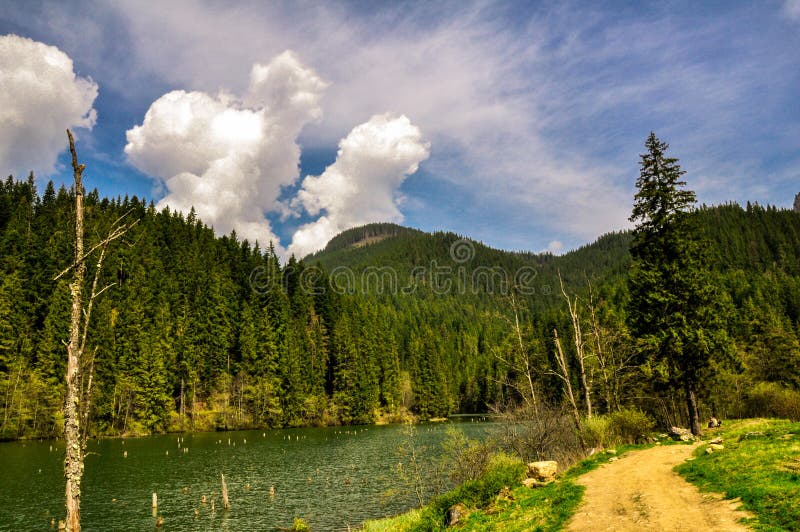 Lacul Rosu, Mountain Lake in Deep Forest Stock Image - Image of beach ...