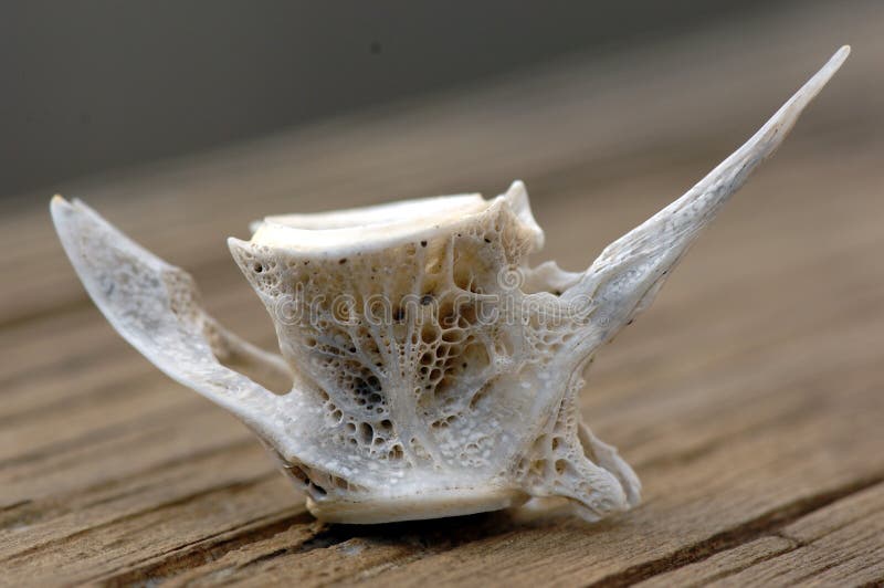 Lacy Fish Vertebrae stock image. Image of lacy, sculptural - 3476479