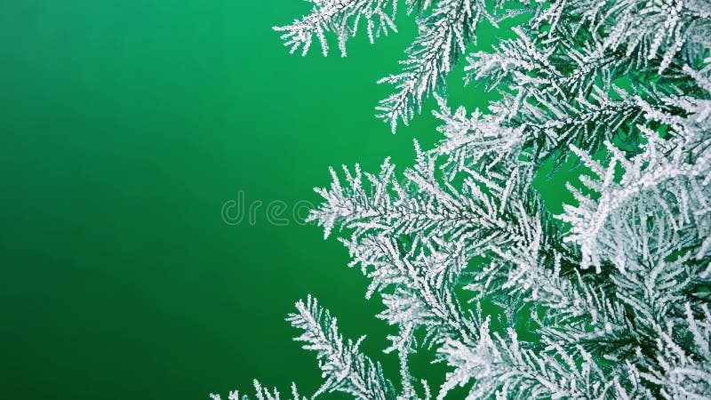 Lacy Patterns of Frost Extend in Various Directions Creating a ...