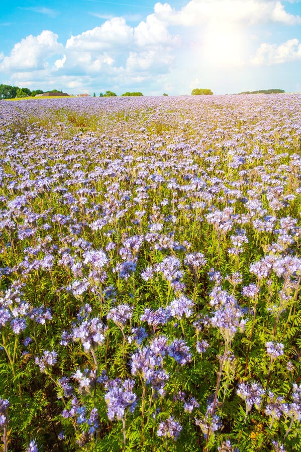 Lacy phacelia field stock photo. Image of field, nature - 36381868
