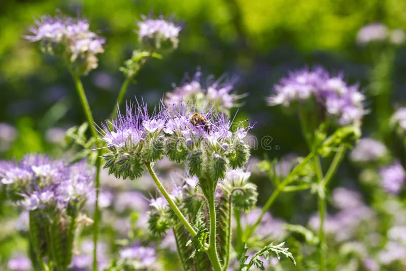 Lacy Phacelia Flower, Blue Tansy or Purple Tansy Stock Photo - Image of ...
