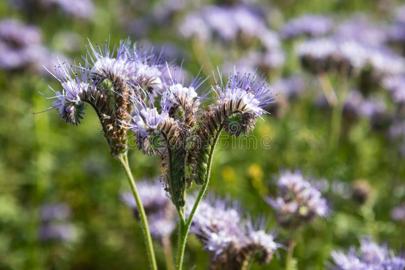 Lacy Phacelia (Phacelia Tanacetifolia Stock Photo - Image of field ...