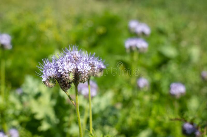 Lacy Phacelia (phacelia Tanacetifolia) Flowers Stock Image - Image of ...