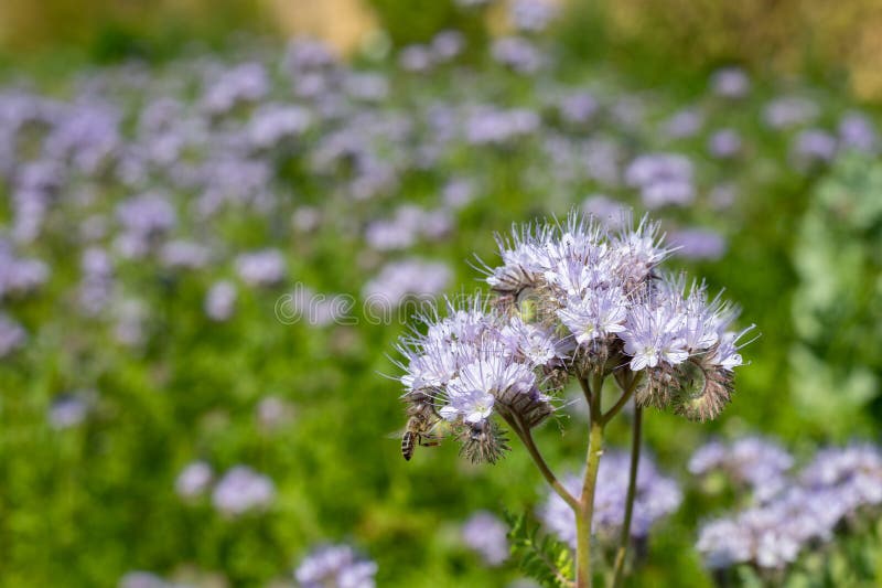 Lacy Phacelia (phacelia Tanacetifolia) Flowers Stock Image - Image of ...