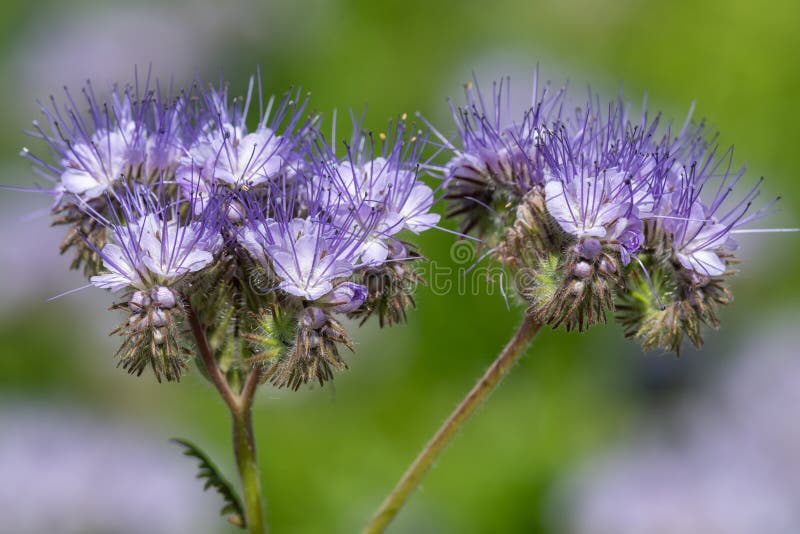 Lacy Phacelia (phacelia Tanacetifolia) Flowers Stock Photo - Image of ...