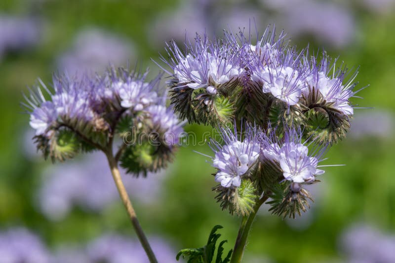 Lacy Phacelia (phacelia Tanacetifolia) Flowers Stock Image - Image of ...