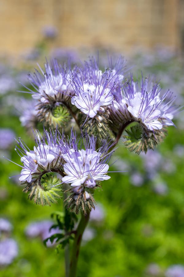Lacy Phacelia (phacelia Tanacetifolia) Flowers Stock Image - Image of ...