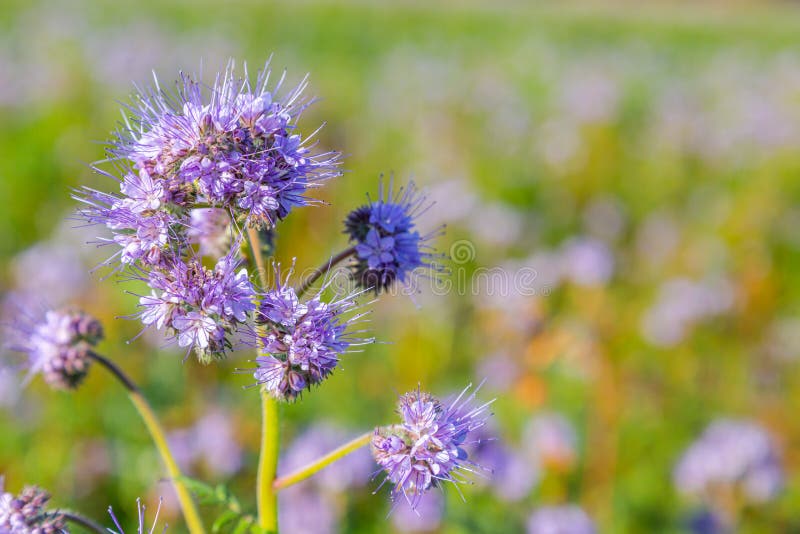 Lacy Phacelia, a Plant in a Field that Grows in the Fall Stock Photo ...
