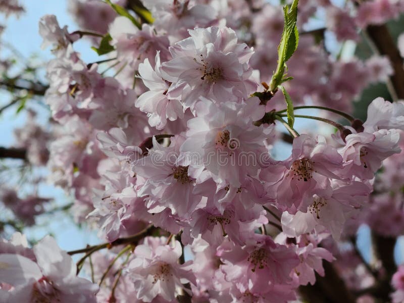 Lacy Pink Weeping Cherry Tree Blossoms Stock Photo - Image of lacy ...