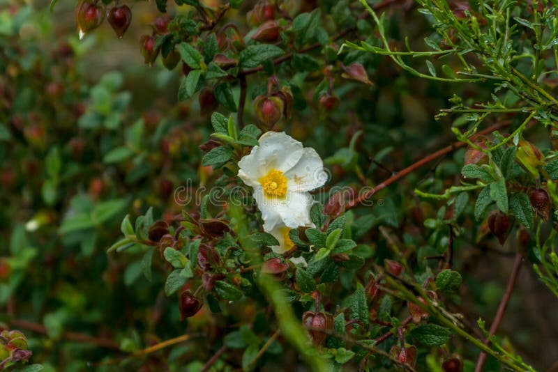 Ladanum image stock. Image du frais, nature, cosmétiques - 53422739