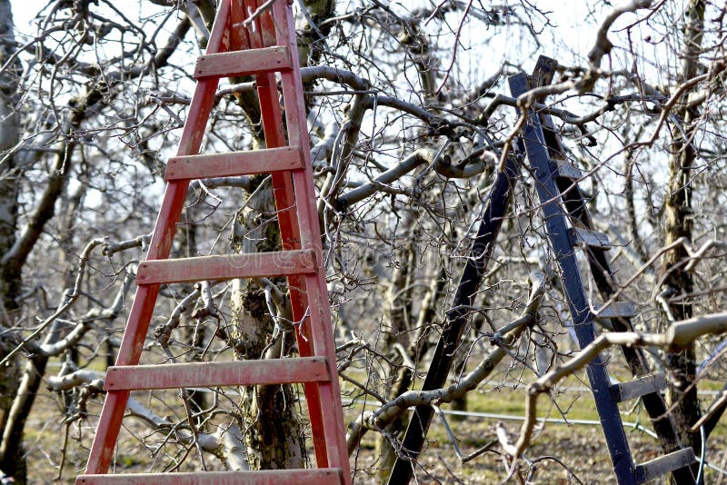 Ladder in an Apple Orchard Ready for Pruning Fruit Trees in Winter ...