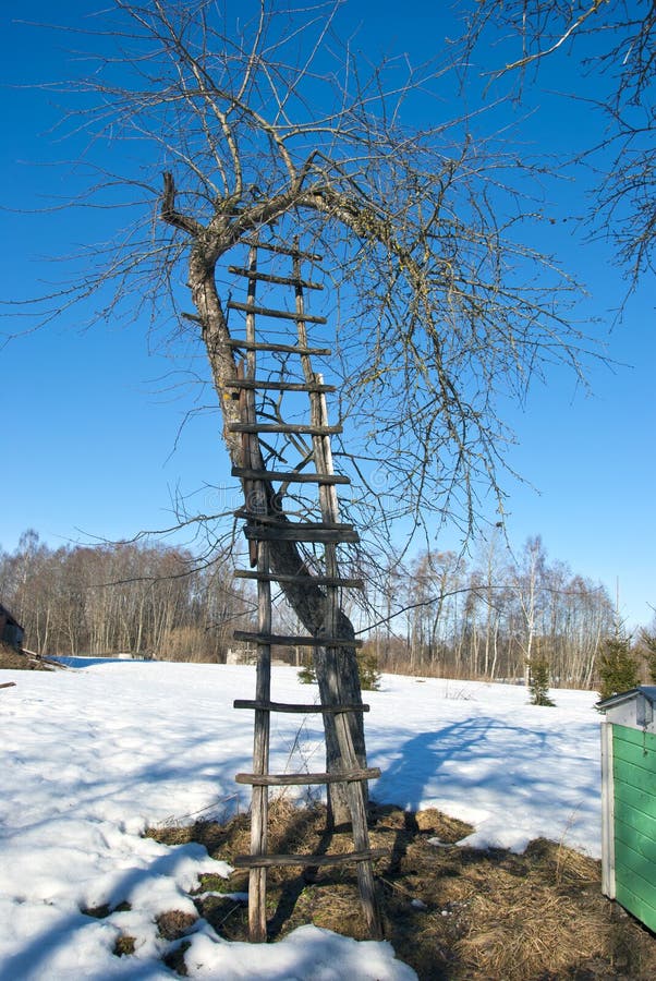Ladder and Apple Tree in Winter Garden Stock Photo - Image of apple ...