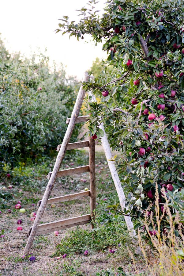 Ladder on an Apple Trees Ready for Harvesting, Shallow Dof Stock Image ...
