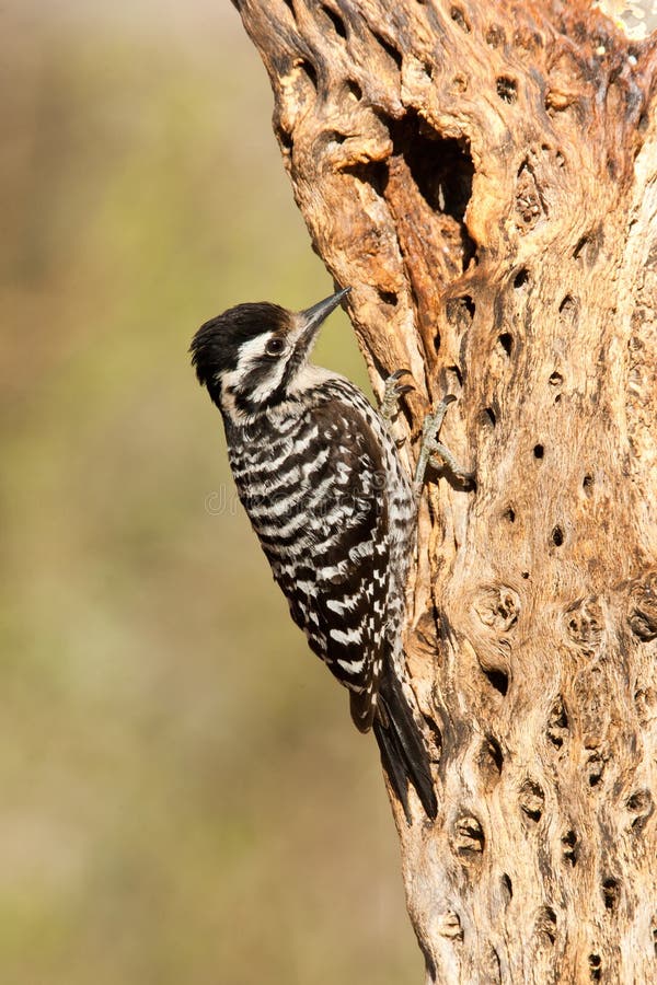 Ladder Backed Woodpecker stock image. Image of bird, woodpecker - 21284163