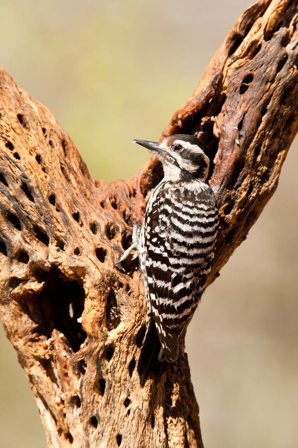Ladder Backed Woodpecker stock image. Image of pecker - 19278299