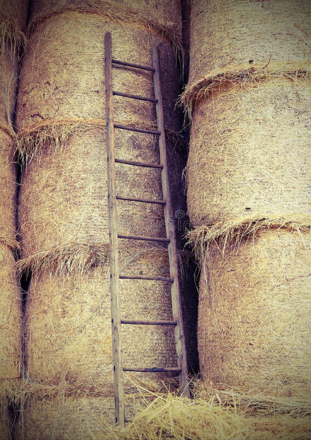 Ladder in the Barn of the Farm Stock Photo - Image of grass, baled ...