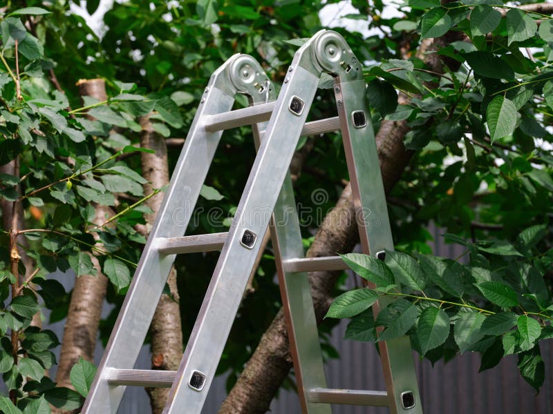 Ladder in the Canopy of a Cherry Tree Stock Image - Image of stepladder ...
