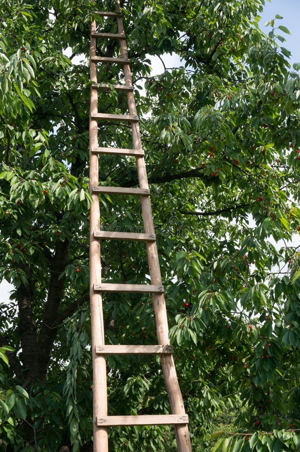 22,300 Ladder Tree Stock Photos - Free & Royalty-Free Stock Photos from ...