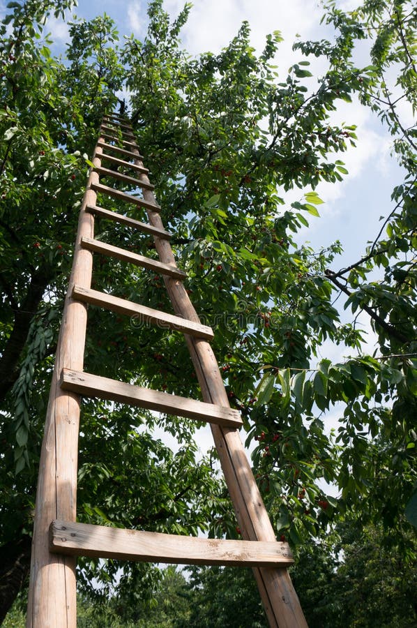 Garden ladder stock photo. Image of safety, effort, employ - 915332