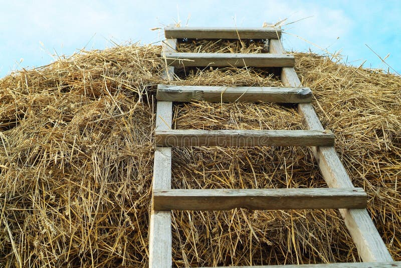 Ladder on straw stock image. Image of ladder, bottom, bunch - 196325