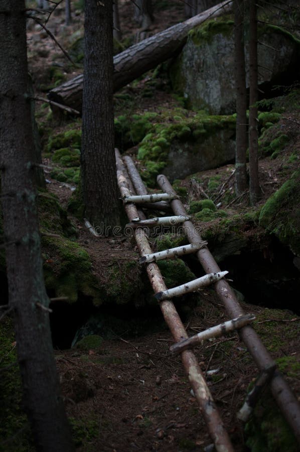Ladder in the dark forest stock image. Image of foliage - 79177637