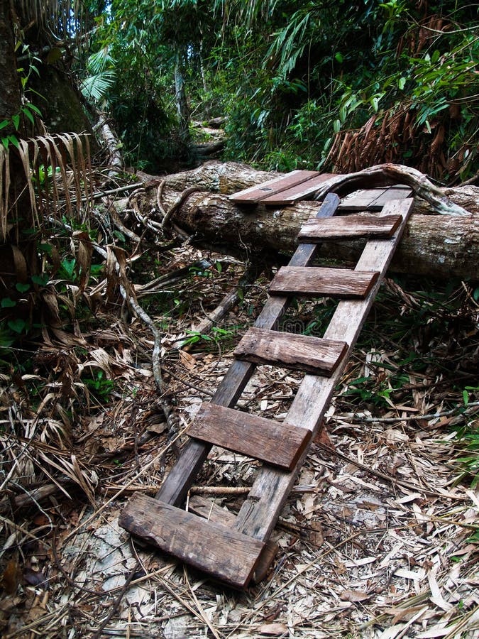 Ladder in forest stock image. Image of bridge, wood, thailand - 14522469