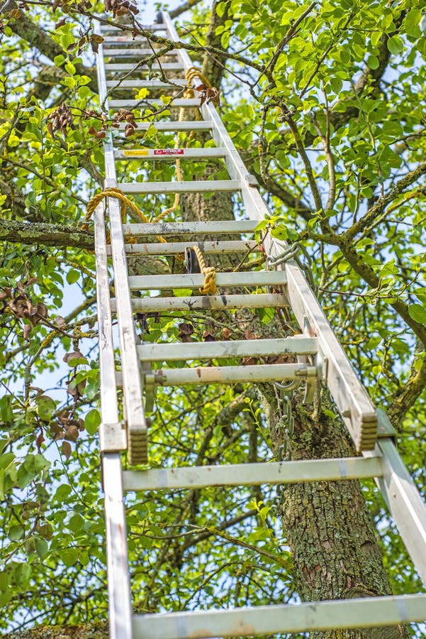 Fruit Tree Ladder Stock Photos - Download 1,086 Royalty Free Photos