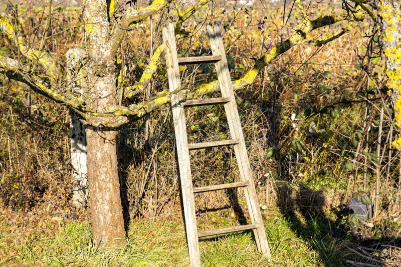 Ladder at a Fruit Tree for the Harvest Stock Photo - Image of freshness ...