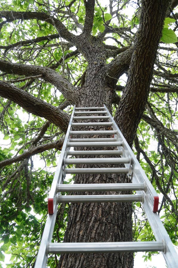 Ladder Up Against Large Tall Tree Stock Photos - Free & Royalty-Free ...