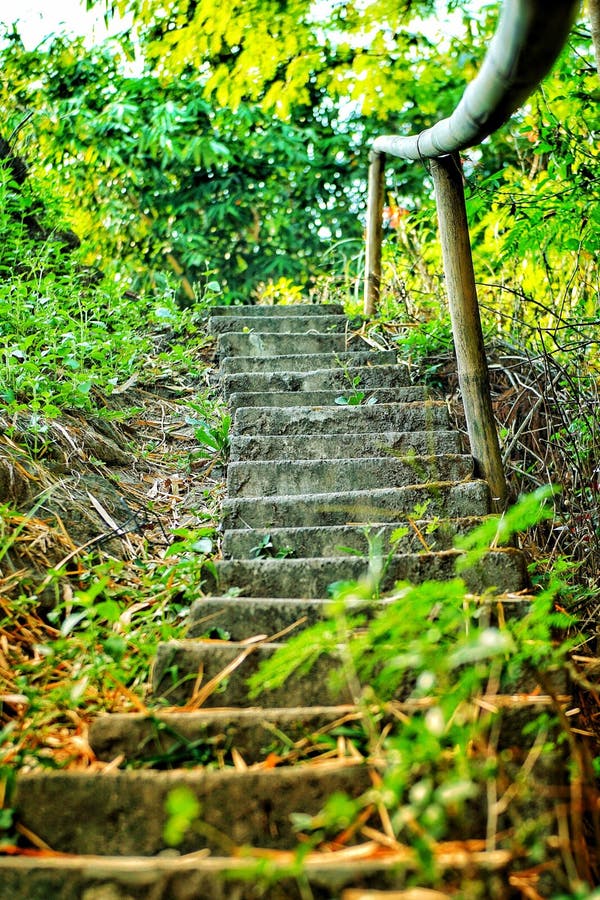 A ladder among the grass stock photo. Image of leaf - 328008980