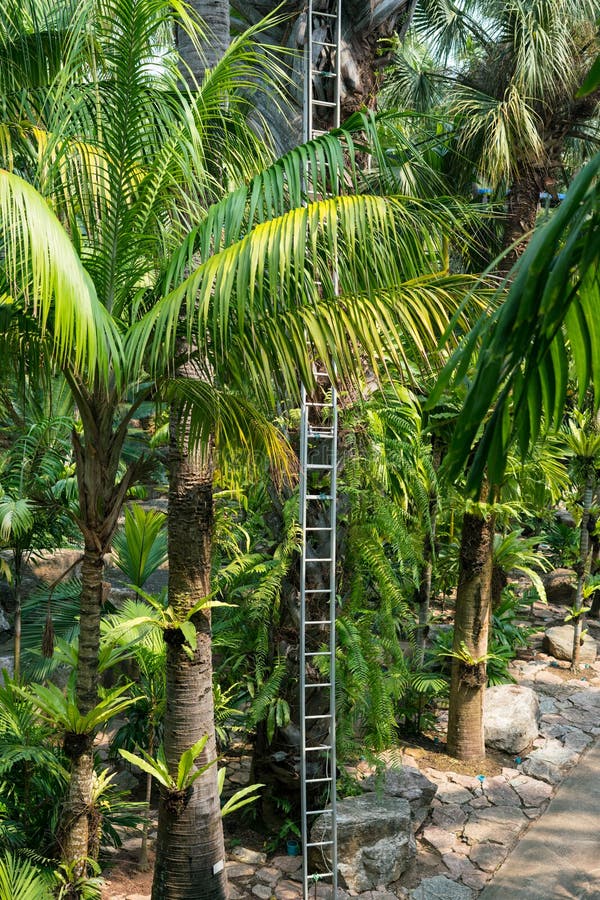 Ladder stock image. Image of growth, palm, ladder, elevation - 85768863