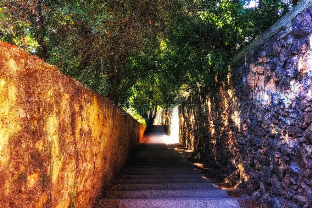 Ladder Leading Down, Tight Space, Tangle of Tree Branches, Light at the ...