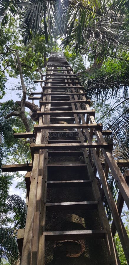 Ladder Leading Up into Treehouse Stock Photo - Image of abstract, faded ...