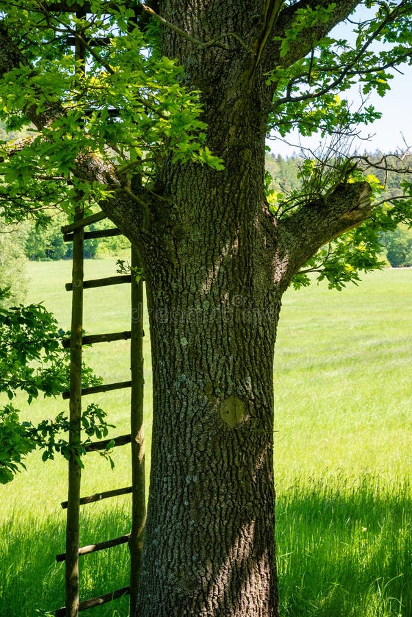 A Ladder Leaning Against a Tree Stock Photo - Image of silesia, true ...