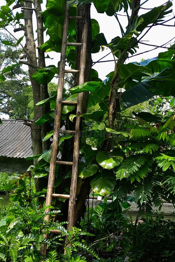 A Ladder Made of Bamboo Leaning Against a Tree Stock Photo - Image of ...