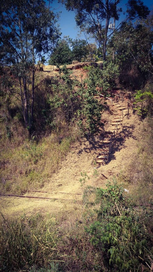 Ladder stock photo. Image of tree, nature, ladder - 99652124