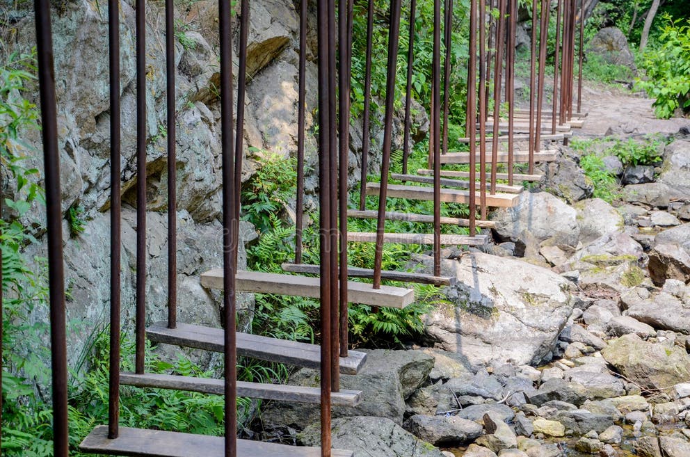 Ladder for Obstacle Training Stock Photo - Image of green, stream: 43570838