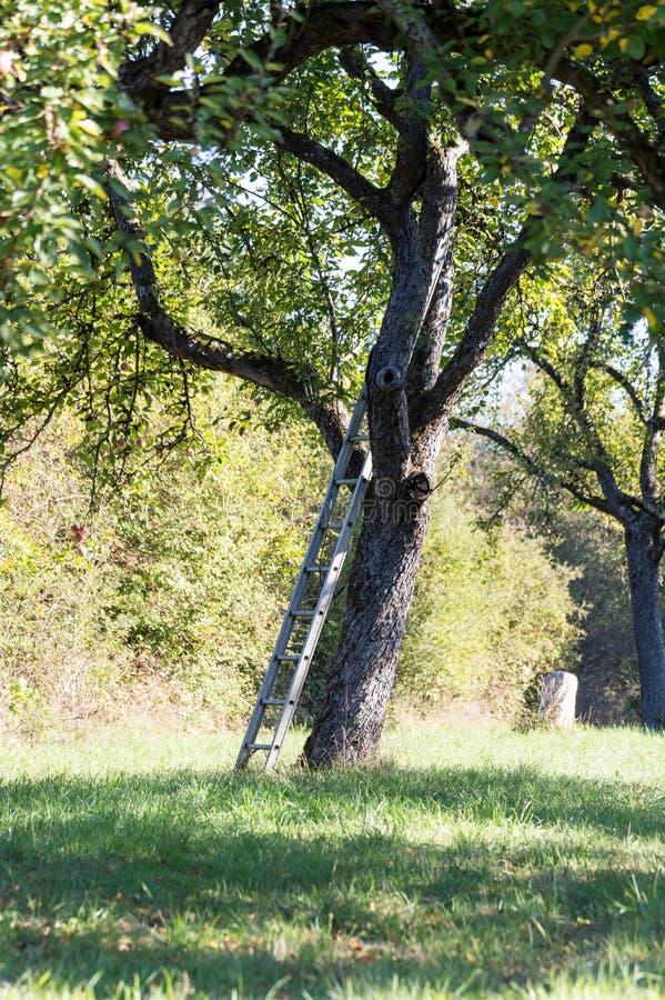 Ladder on Old Apple Tree Summer Meadow Stock Image - Image of aged ...